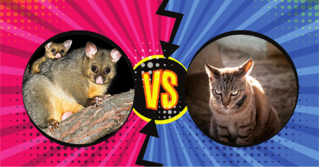 DYOR Decides: Cat Vs Possum - Hello Sport